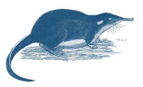 ‘desmán Un Bicho Raro En El Pirineo 1316 Noviembre Espacio Pirineos