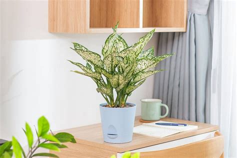 20 Hard To Kill Indoor Plants That Anyone Can Grow Plantglossary