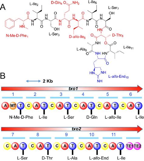 Teixobactin And Its Biosynthesis A Chemical Structure Of Download Scientific Diagram
