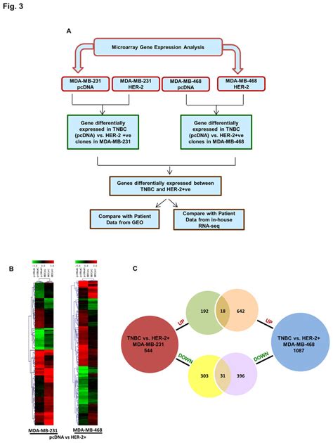 Gene Expression Profiling Of Stable Clones Using Microarrays A A Flow