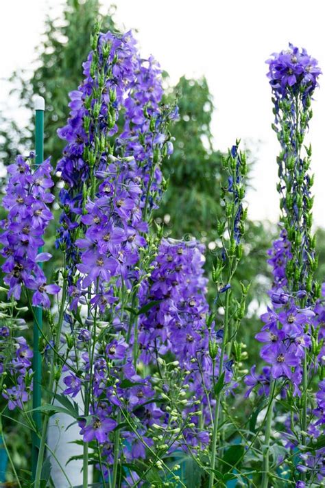 Violet Delphinium Flowers Stock Image Image Of Bright 237280979