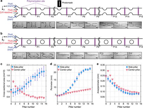 Evolution Of Flow Deformation Inertial Flow Deformation Depends On The