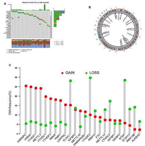 Figure 2 From Characterization Of M6a Regulator Mediated Methylation Modification Patterns And