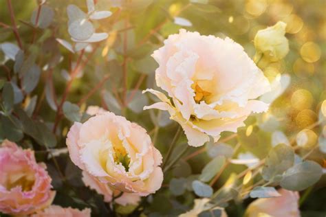 Wright Wright State University Lake Campus Alumni Network