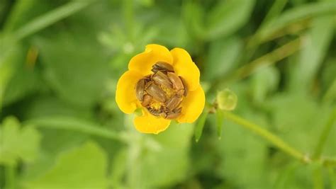 Raspberry Beetle Facts Diet Habitat And Pictures On Animaliabio