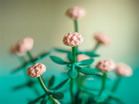 Tiny Tuesday Something Pink Davidc Blipfoto