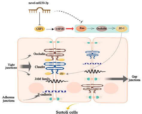 The Novel M0230 3p Mirna Modulates The Csf1csf1rras Pathway To