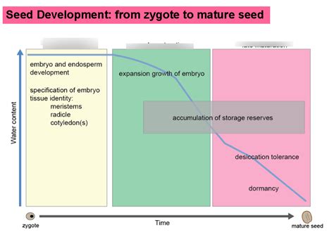 9 Seed Development Diagram Diagram Quizlet