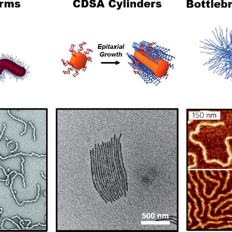Four Routes To Prepare Bottlebrush Polymers A Bottlebrush Synthesis