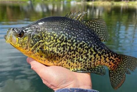 Crappie Bobby Garland Crappie Baits Adds 6 New Colors