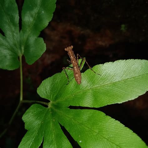 Amorphoscelis Annulicornis From Kuttikalathani On October 9 2023 At 05 59 Pm By Habiyeee