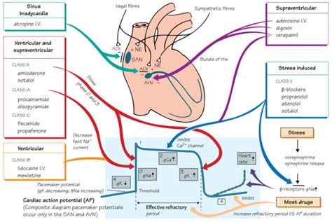Antiarrhythmic Drugs Chart