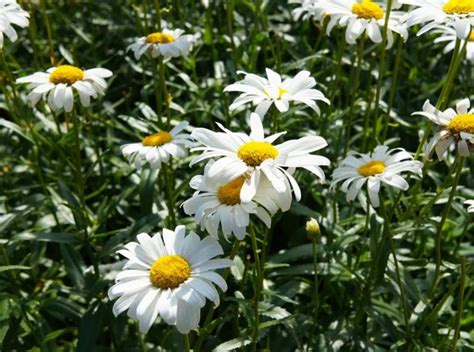 Set Of 4 Ox Eye Daisy Live Plants Perennial Flowers