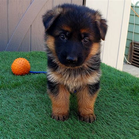 German Shepherd Puppies For Sale Imported From Germany At Gancamilablog