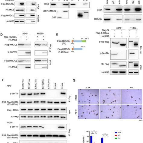 The Expression Of Hmgcl Was Downregulated In Lung Cancer A