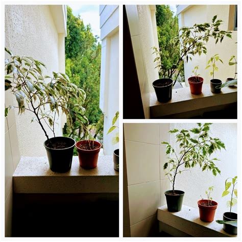 Ficus Benjamina Furniture And Home Living Gardening Plants And Seeds On