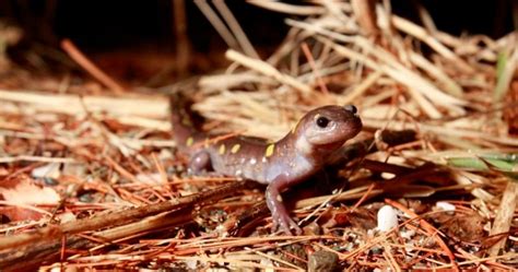 Female Salamanders Give Up Sex End Up Better Able To Fend Off Predators National Globalnews Ca