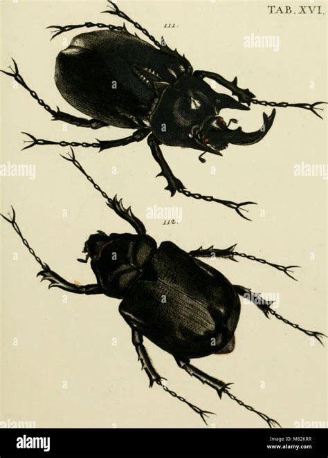 This 1806 Catalog Provides A Systematic Classification Of Beetles