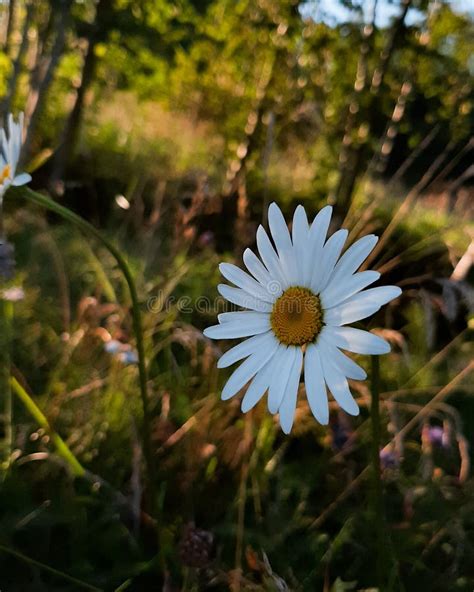 White Daisy Under The Evening Sun Stock Image Image Of Warm Yellow 262746733