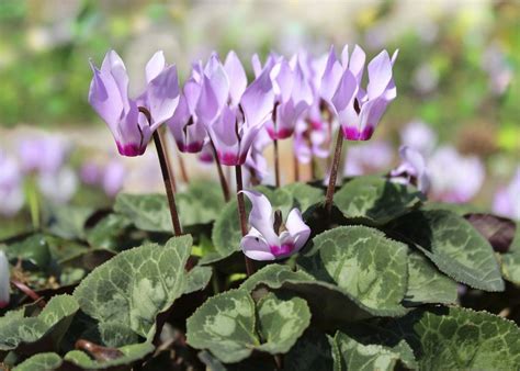 Care Of Hardy Cyclamen Planting Hardy Cyclamen Bulbs Outdoors