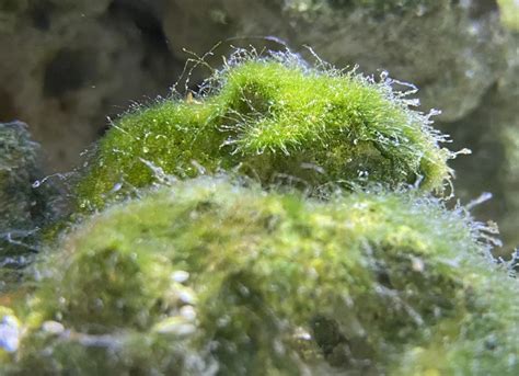 Turf Algae Reef2reef