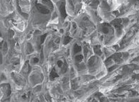 Microstructure Of The Frozen Starch Gels Containing 0hdp A D G J