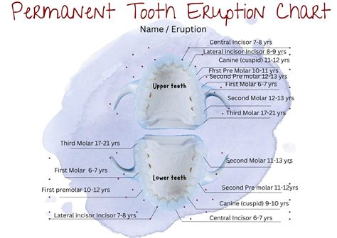 Unlocking Smiles Your Guide To The Permanent Tooth Eruption Chart