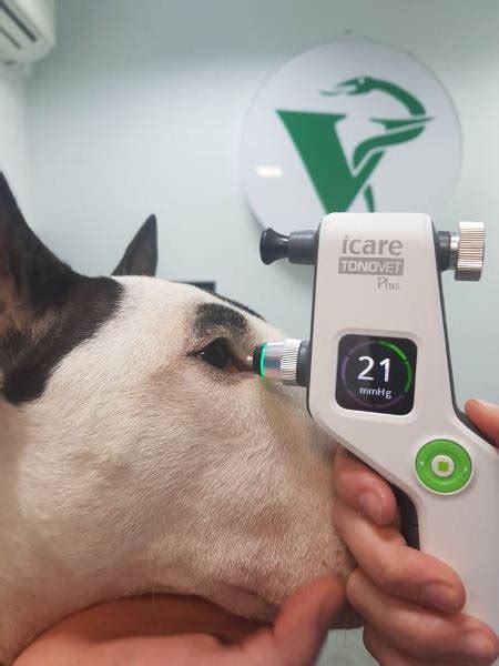 Ophthalmologymeasurement Of Intraocular Pressure Iop Saskavet