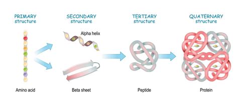 Beta Sheet Amyloid
