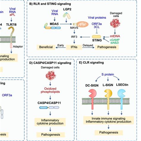 Pattern Recognition Receptor Signaling And Potential Innate