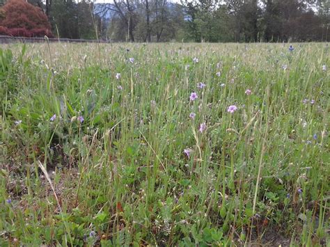 The Landscape Supervisor Kill Herons Bill And Cheat Grass