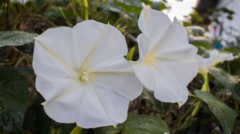 How To Grow Moonflowers From Seed In 7 Easy Steps