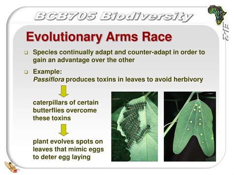 Evolutionary Arms Race Definition Biology At Kelly Mcneill Blog