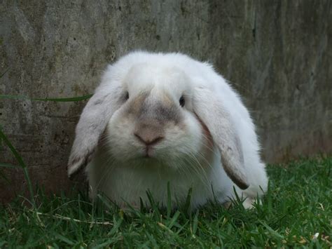 Disable Image Resizing