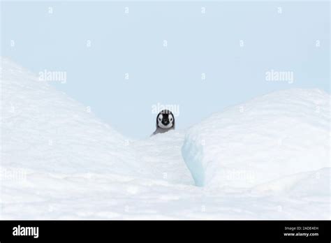 Emperor Penguin Breeding Cycle Australian Antarctic Division