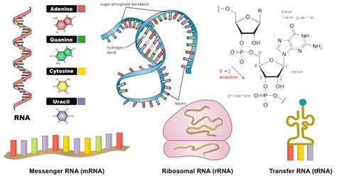 The Three Types Of Rna And Their Functions