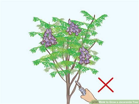 How To Grow A Jacaranda Tree 11 Steps With Pictures Wikihow