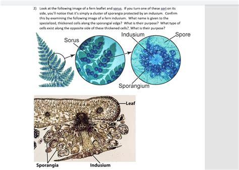 Fern Sporangium Labeled