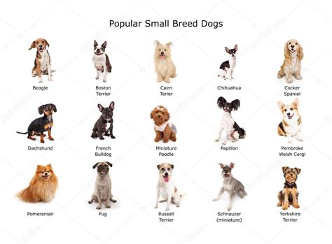 Colección De Perros De Raza Pequeña Populares — Foto De Stock