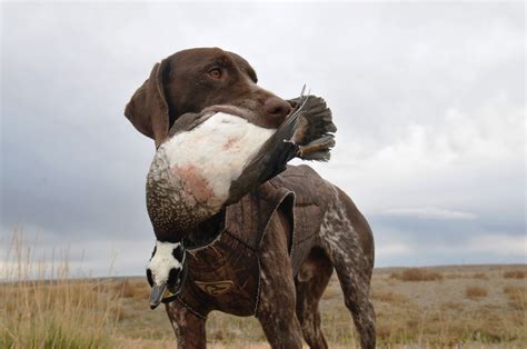 German Wirehaired Pointer Duck Hunting
