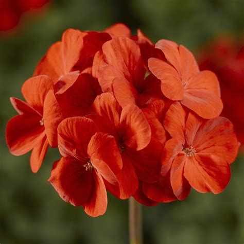 Pinto™ Premium Deep Red Syngenta Flowers