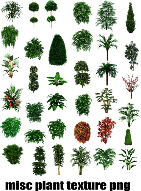 Misc Plant Tree Texture Png