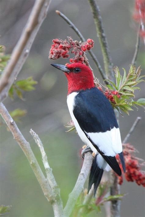 Red Head Woodpecker Woodpecker Beautiful Birds Bird Pictures