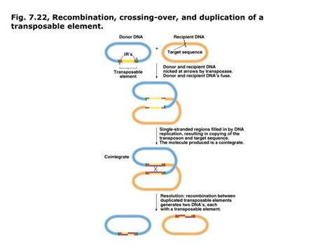 Ppt Chapter 7b Transposable Elements General Features Of