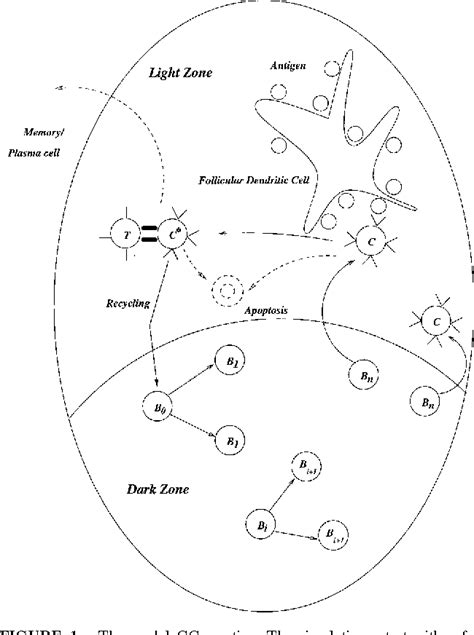 Figure 4 From A Mathematical Model On Germinal Center Kinetics And