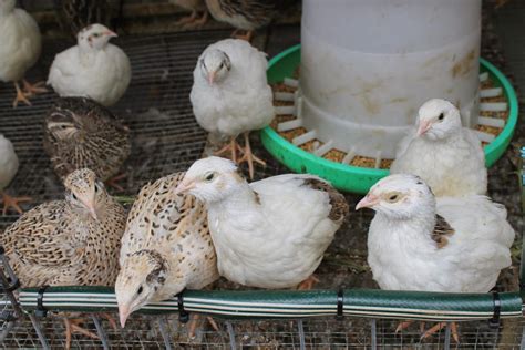 Illawarra Quail