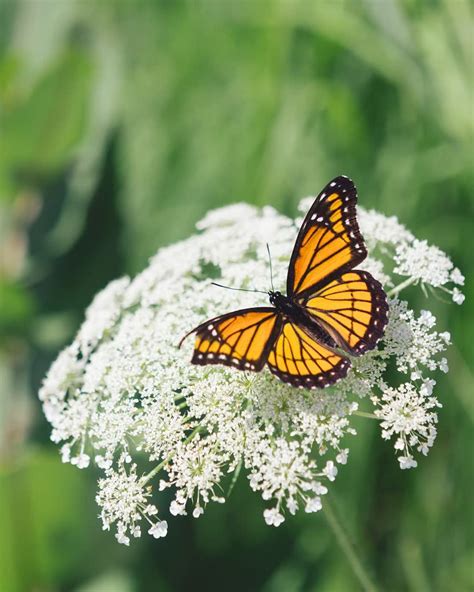 What Do Yarrow Symbolize At Rose Holeman Blog