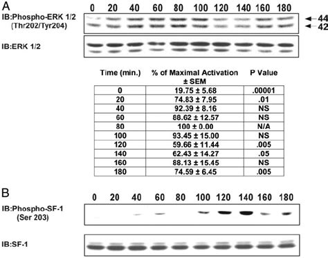 Activation Of Mapk Signaling Cascade In Response To Acth Stimulation A