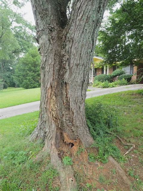 Reasons For Felling A Tree With A Tpo The Tree Man