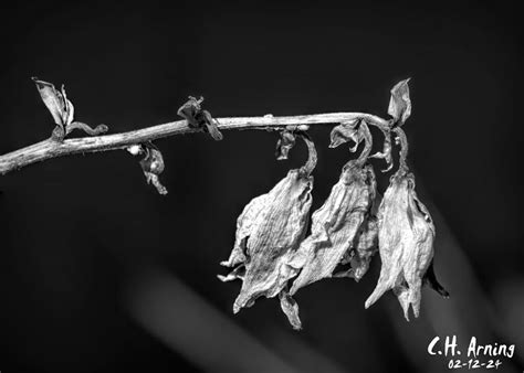 Wilting Wonders Chuck Arning Wilting Wonders